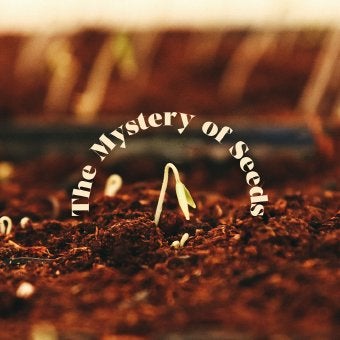 The Mystery of Seeds | DSM